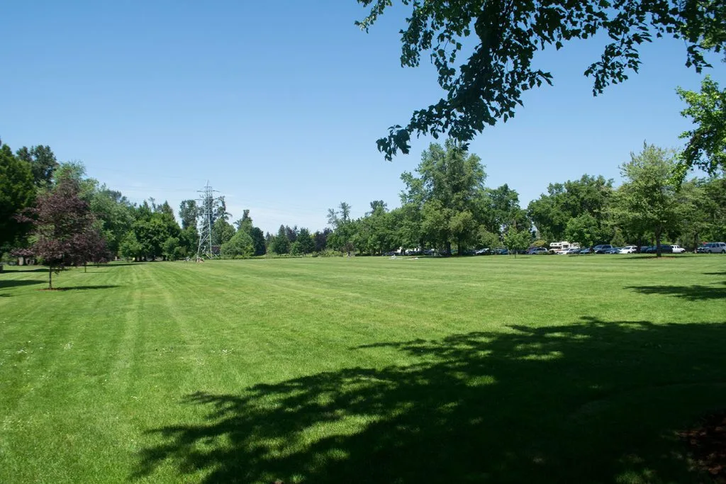 Open Field Under